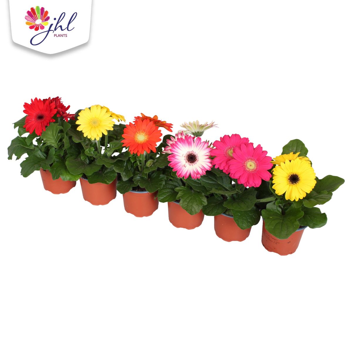 Gerbera MIX — Plant Wholesale FlorAccess