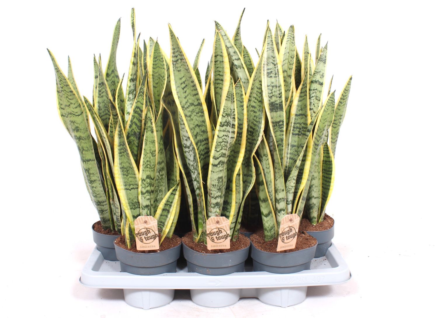 Sansevieria trifasciata 'Laurentii' — Plant Wholesale FlorAccess