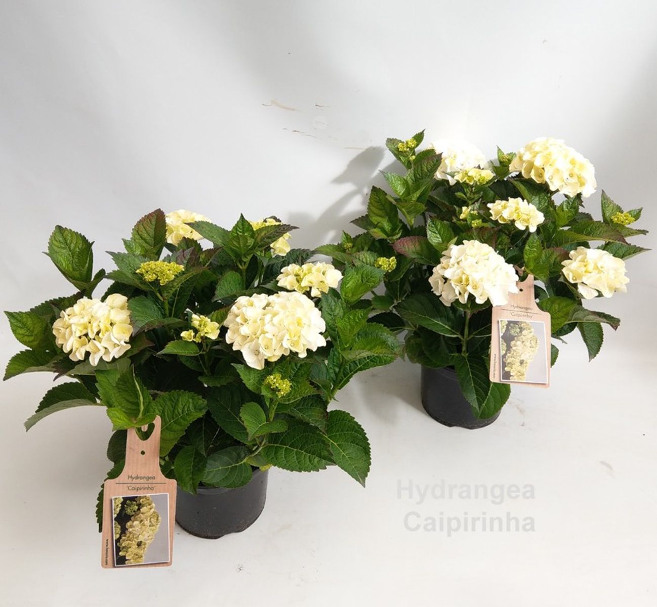 Hydrangea macrophylla CAIPIRINHA — Plant Wholesale FlorAccess