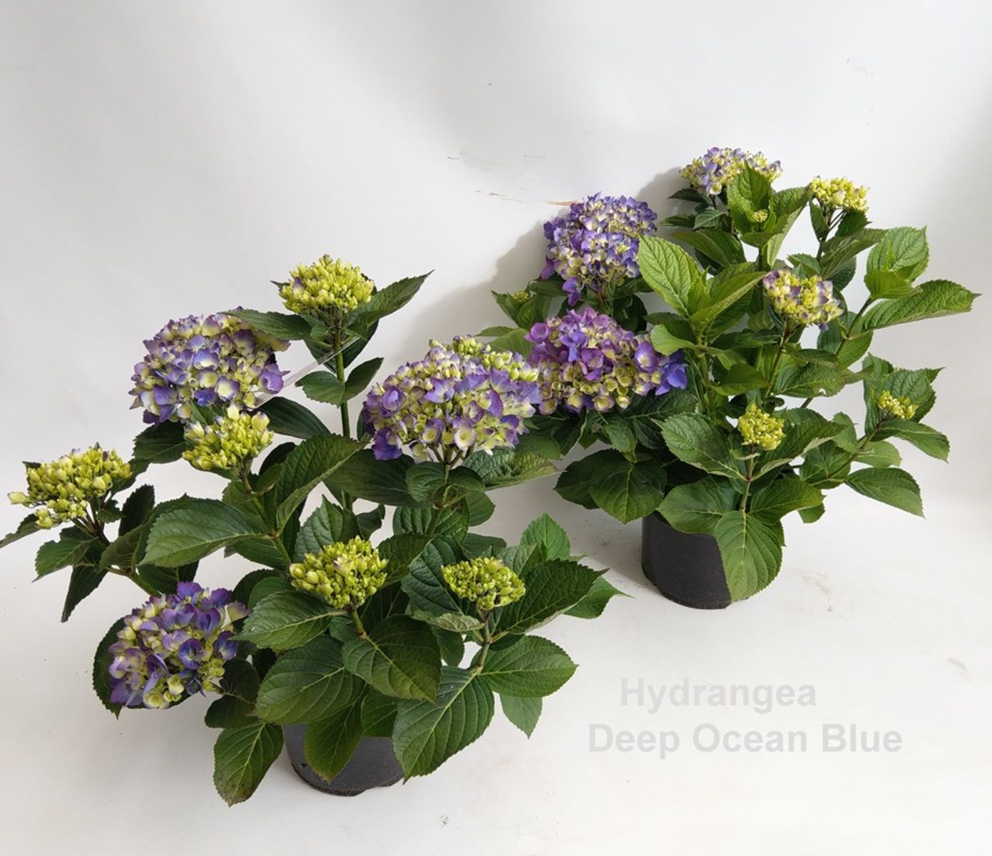 Hydrangea macrophylla DEEP OCEAN BLUE — Plant Wholesale FlorAccess