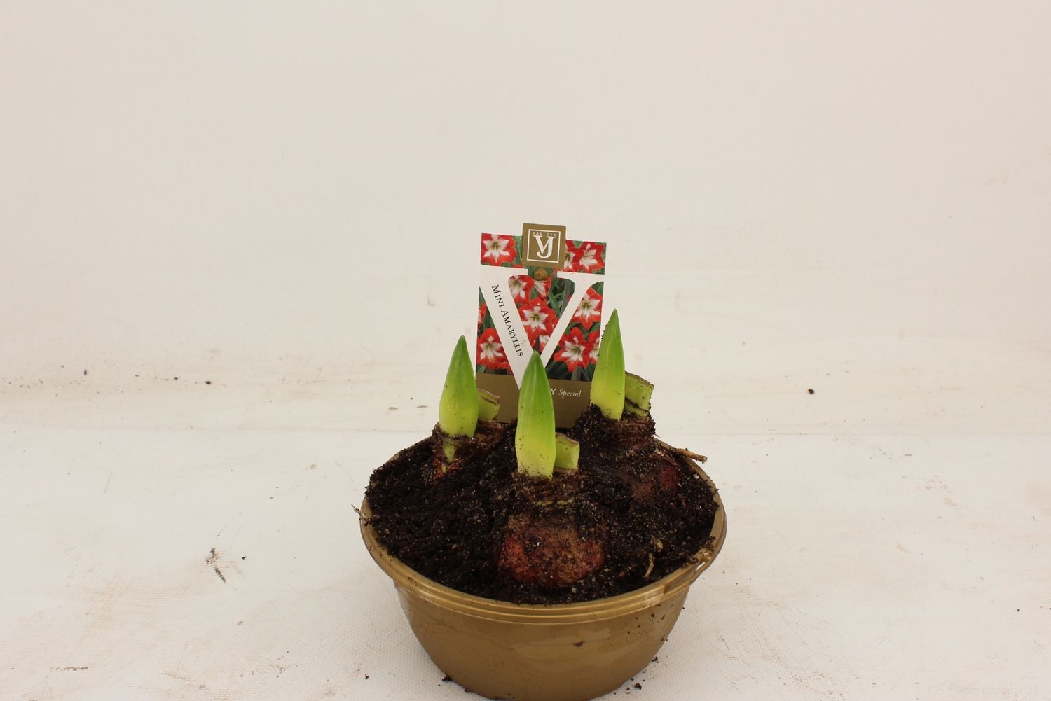 Hippeastrum 'Red Rascal' — Plant Wholesale FlorAccess
