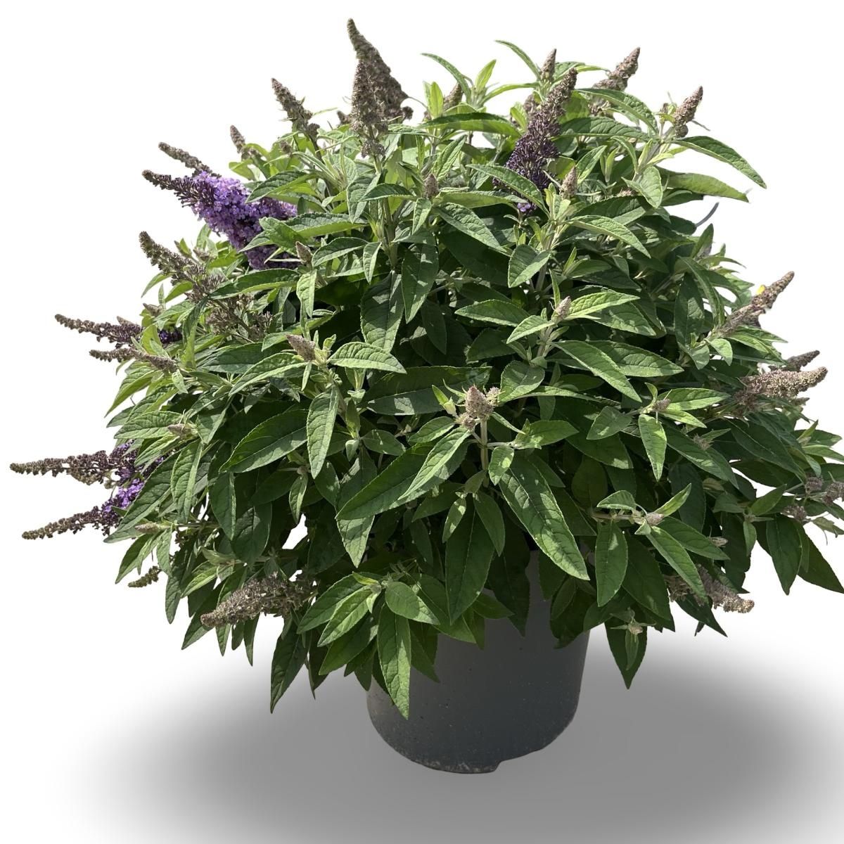 Buddleja davidii BUTTERFLY CANDY LILA SWEETHEART — Plant Wholesale ...