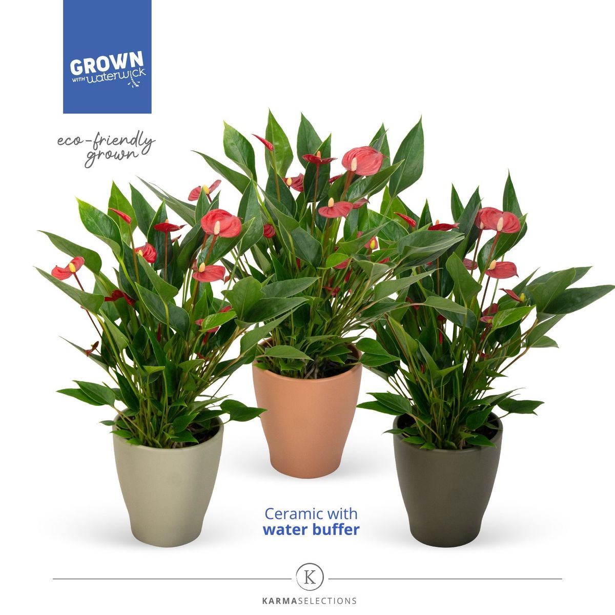 Anthurium MILLION FLOWERS RED — Plant Wholesale FlorAccess