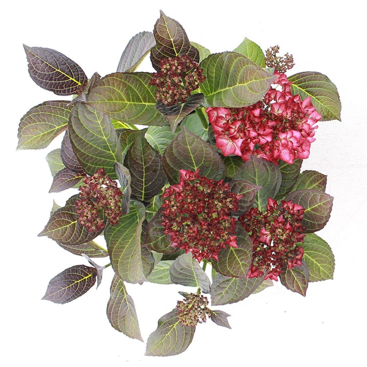 Hydrangea macrophylla ROYALTY BEAUTY OF BOSKOOP — Plant Wholesale ...