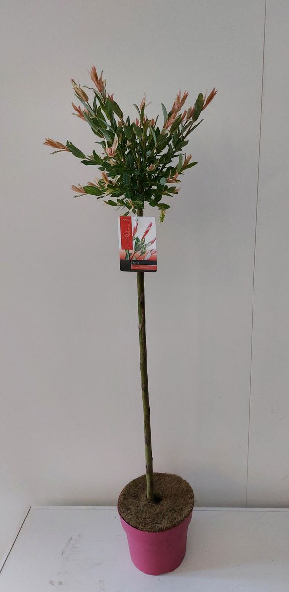 Salix integra 'Flamingo' — Plant Wholesale FlorAccess