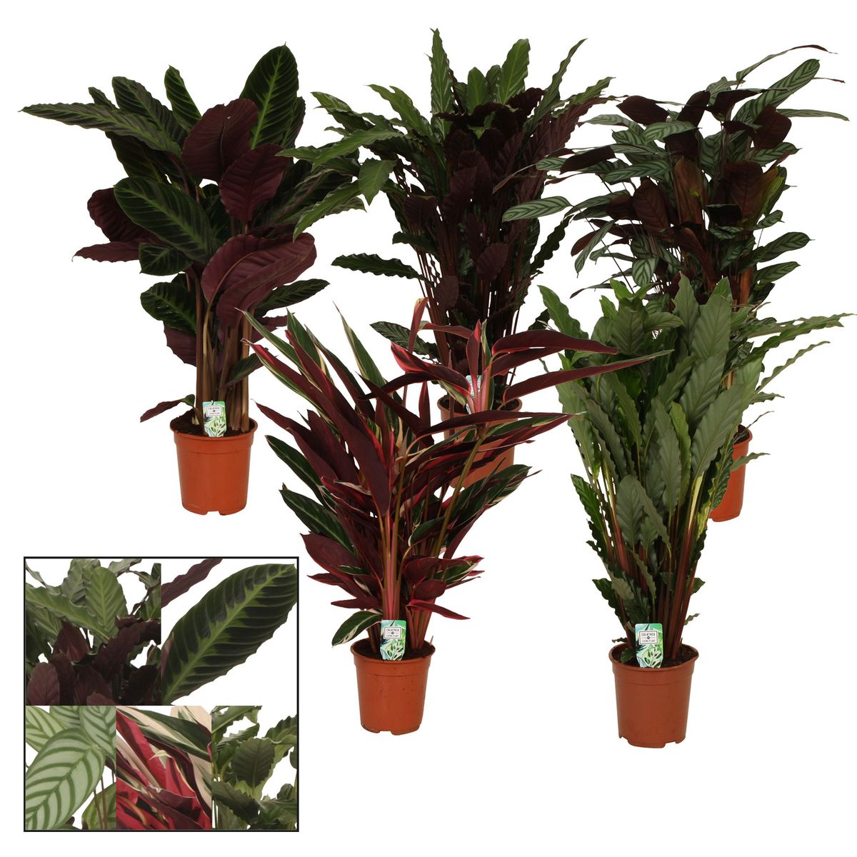 Calathea MIX — Pflanzengroßhandel FlorAccess