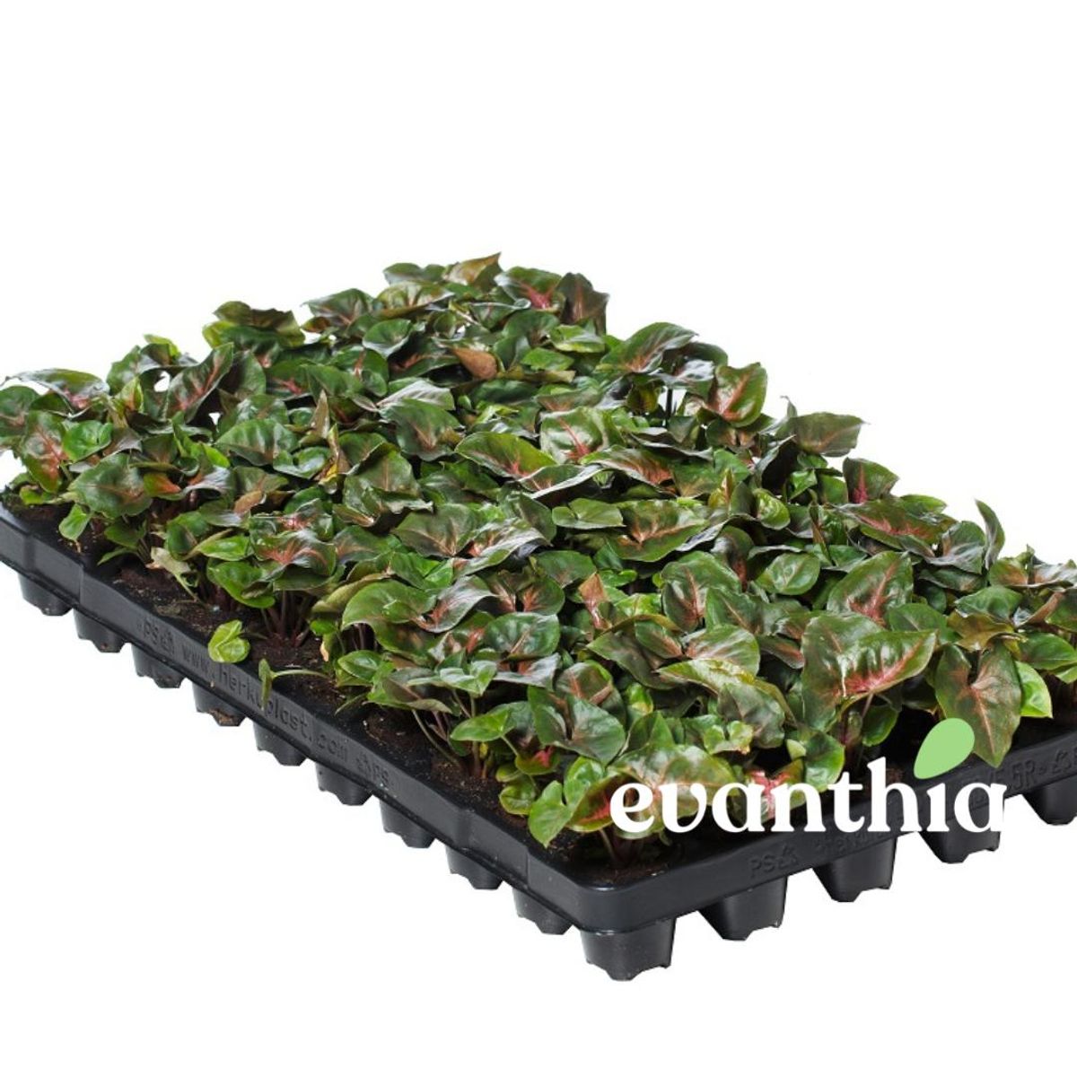 Syngonium podophyllum 'Maria' — Plant Wholesale FlorAccess