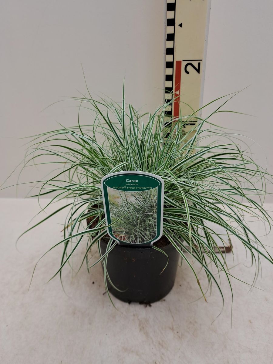 Carex oshimensis EVERCOLOR EVEREST — Plant Wholesale FlorAccess