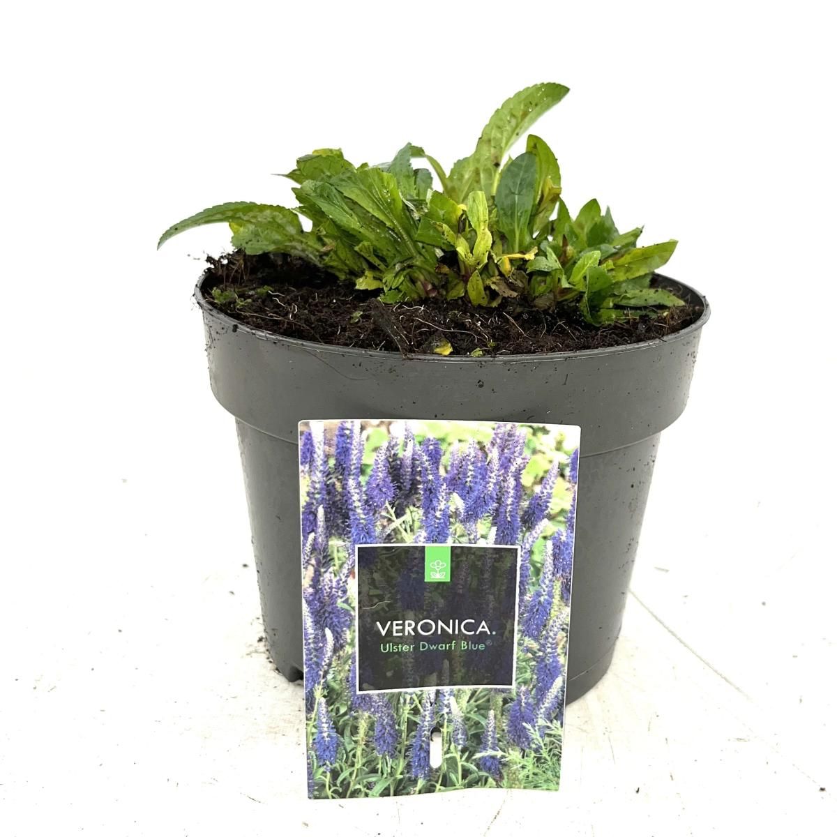 Veronica spicata 'Ulster Dwarf Blue' — Plant Wholesale FlorAccess
