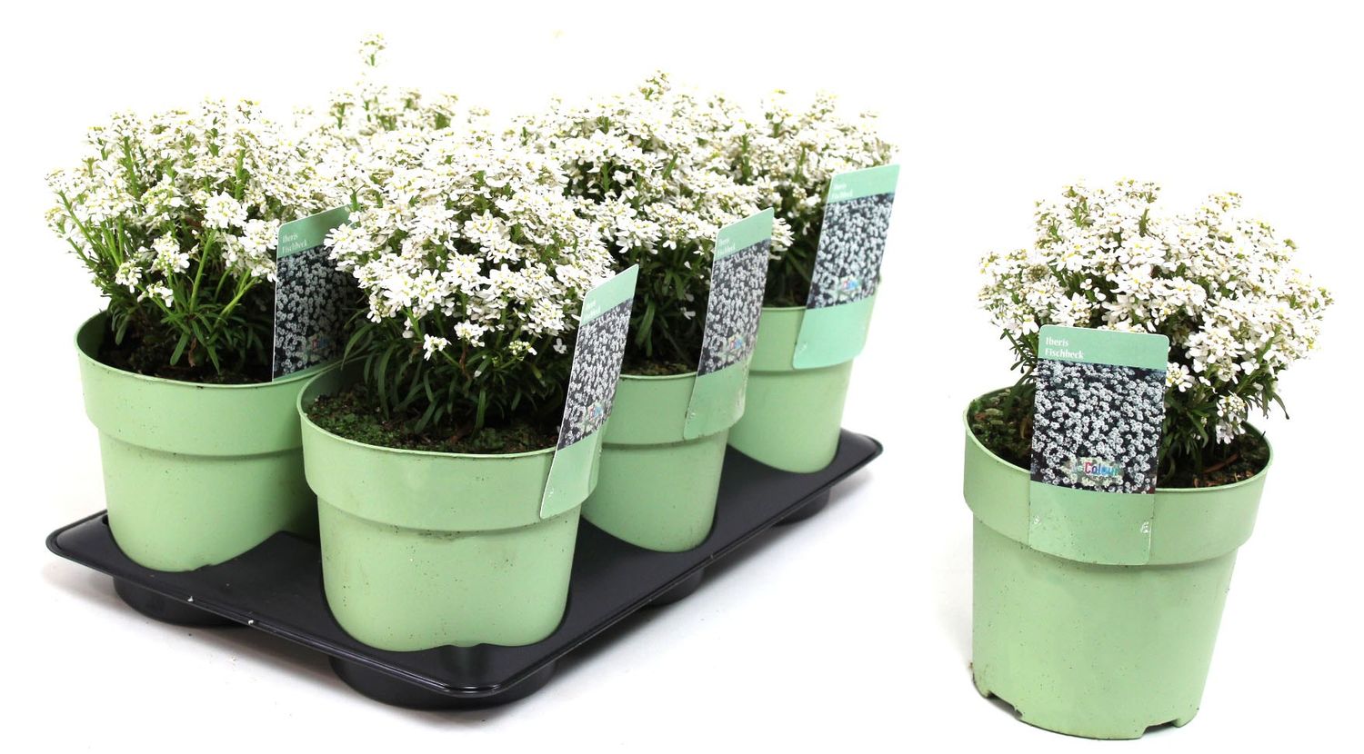 Iberis sempervirens 'White Shadow' — Plant Wholesale FlorAccess