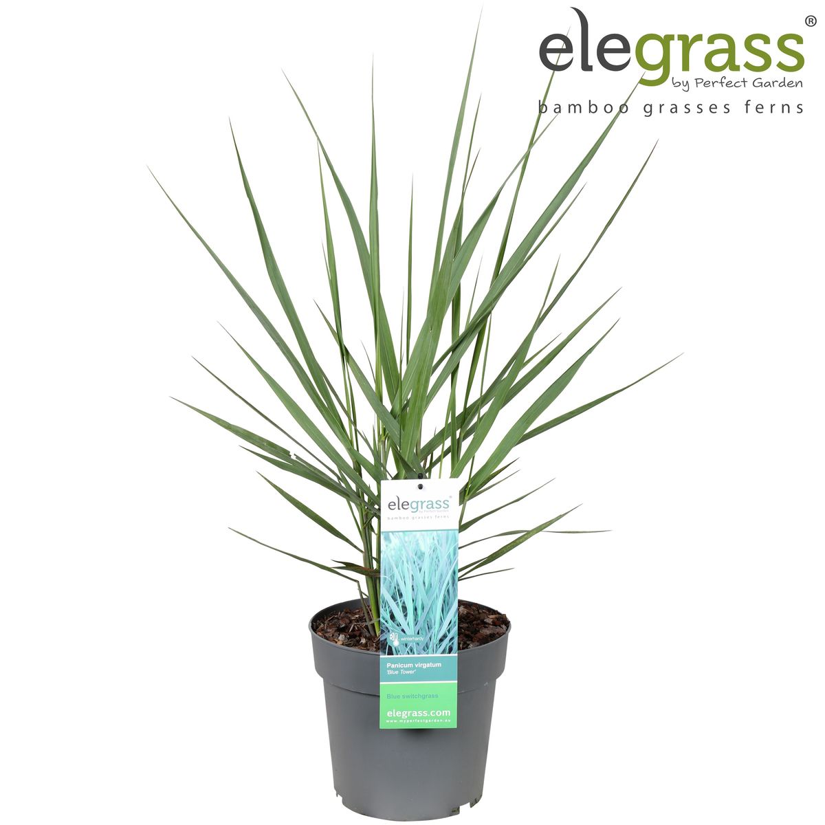 Panicum virgatum 'Blue Tower' — Plant Wholesale FlorAccess