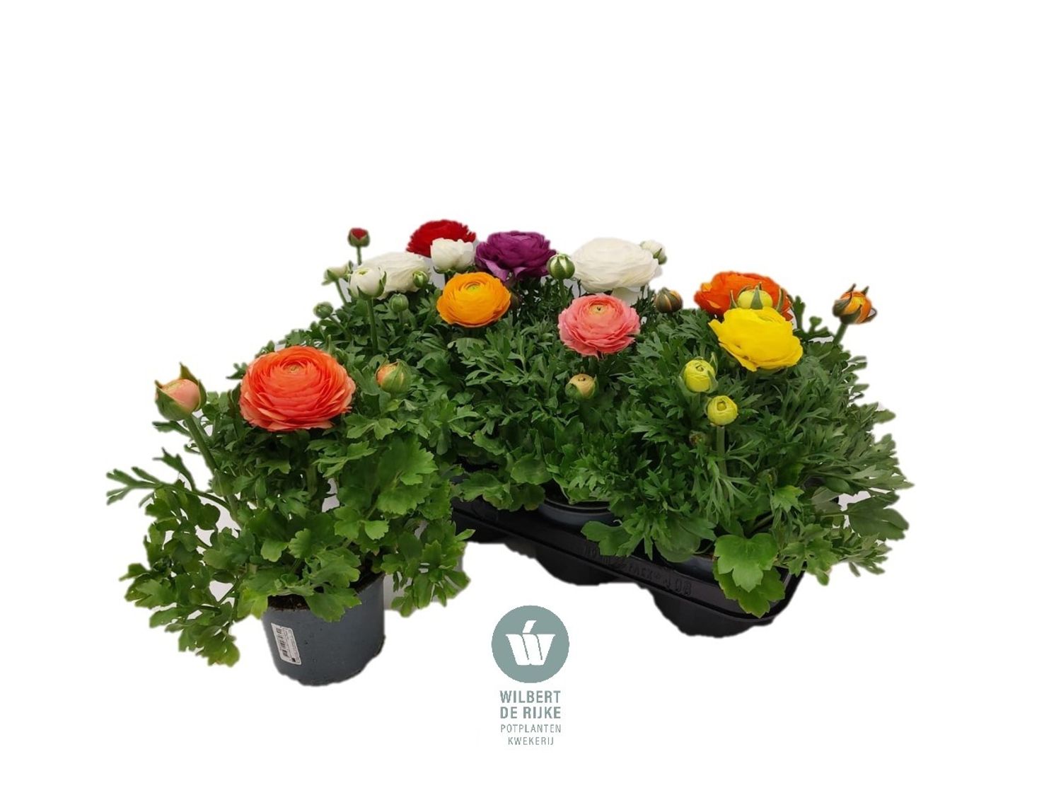 Ranunculus MIX — Plant Wholesale FlorAccess