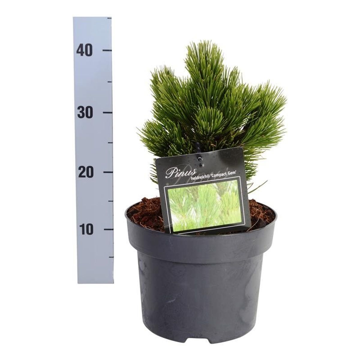 Pinus heldreichii 'Compact Gem' — Plant Wholesale FlorAccess