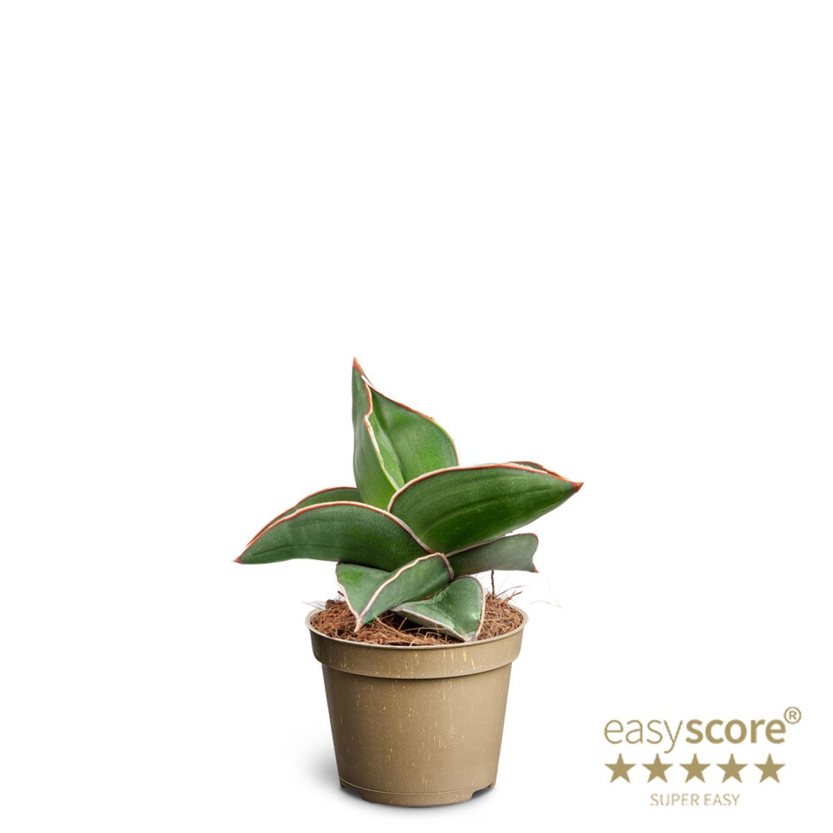Sansevieria ehrenbergii 'Samurai' — Plant Wholesale FlorAccess