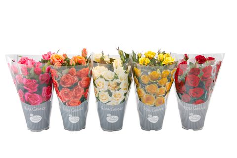 Rosa MIX — Plant Wholesale FlorAccess