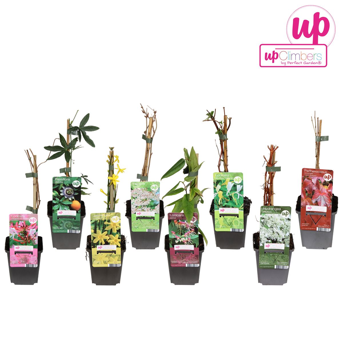 Climbers MIX — Plant Wholesale FlorAccess