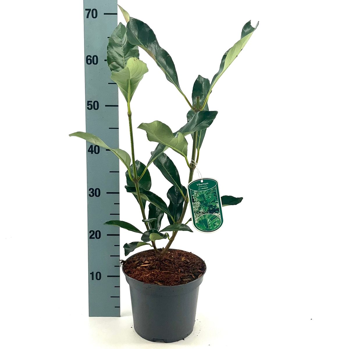 Viburnum odoratissimum awabuki — Groothandel in planten FlorAccess