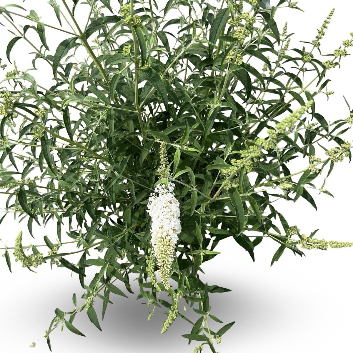 Buddleja davidii 'White Profusion' — Plant Wholesale FlorAccess