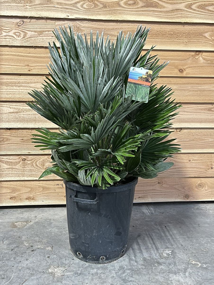 Chamaerops humilis 'Vulcano' — Plant Wholesale FlorAccess