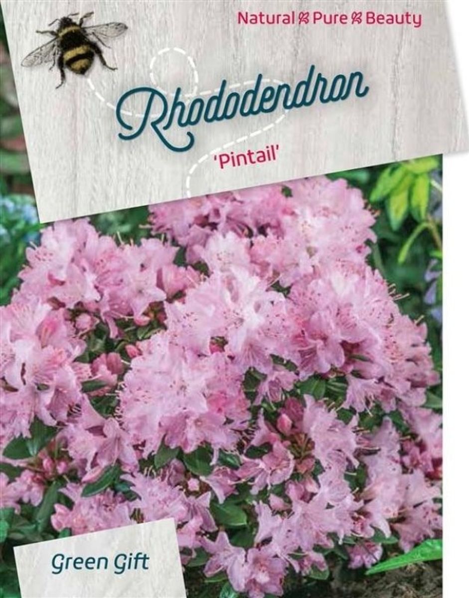 Rhododendron 'Pintail' — Plant Wholesale FlorAccess