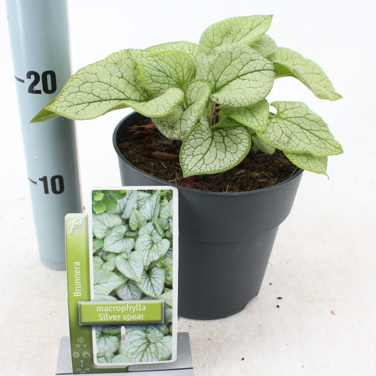 Brunnera macrophylla 'Silver Spear' — Plant Wholesale FlorAccess