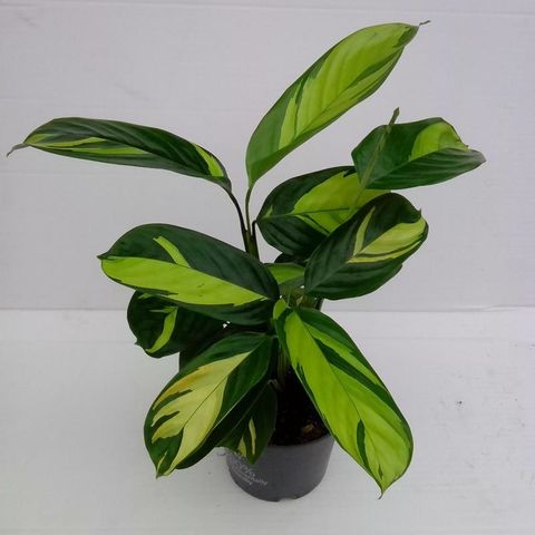 Ctenanthe lubbersiana 'Golden Mosaic' — Plant Wholesale FlorAccess
