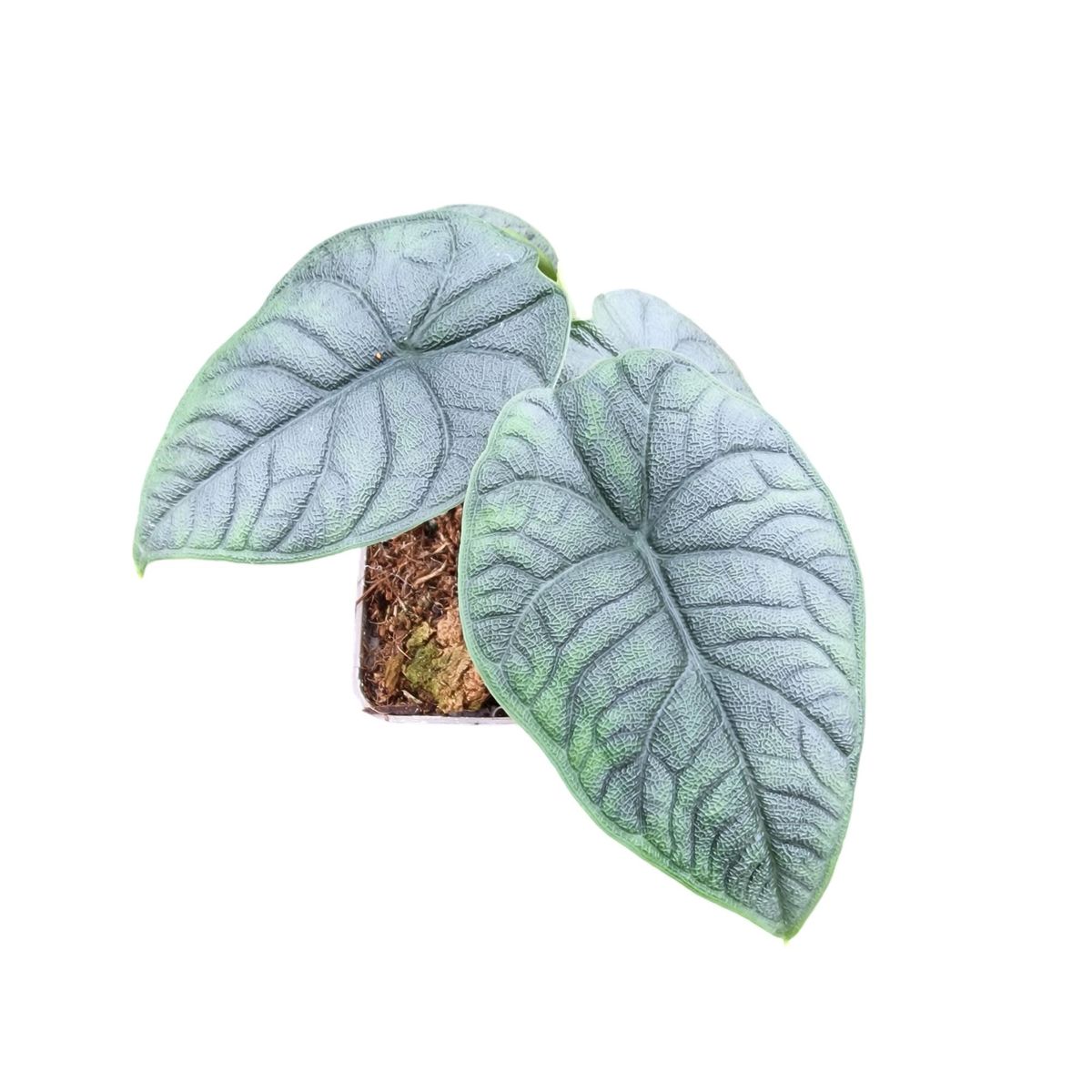 Alocasia melo — Plant Wholesale FlorAccess