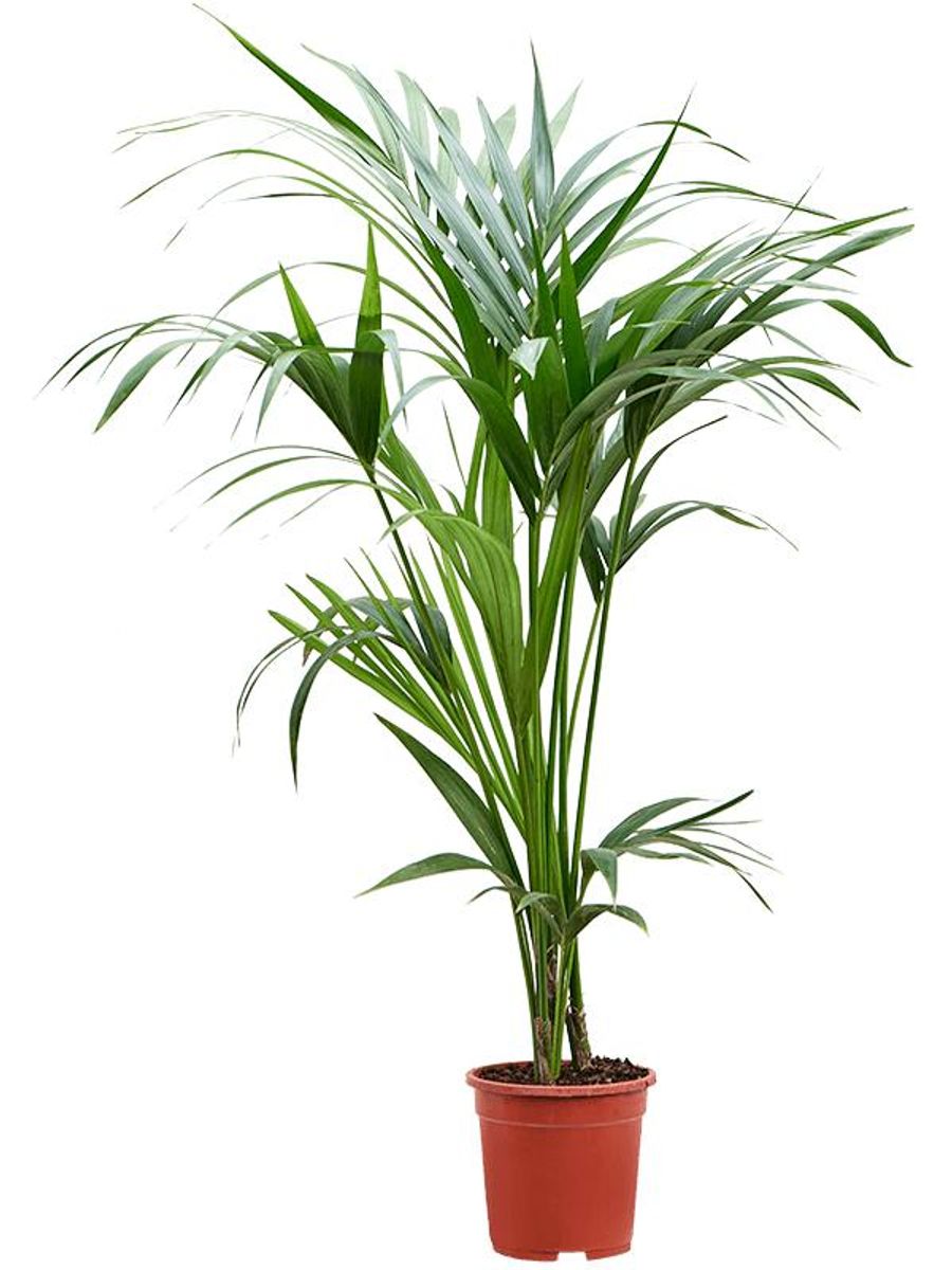 Howea forsteriana — Plant Wholesale FlorAccess