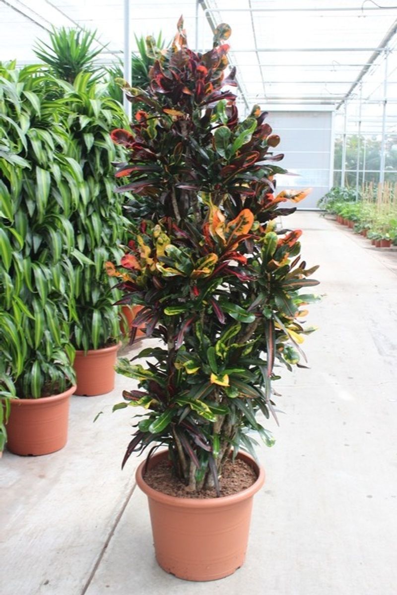 Codiaeum variegatum 'Mammi' — Plant Wholesale FlorAccess