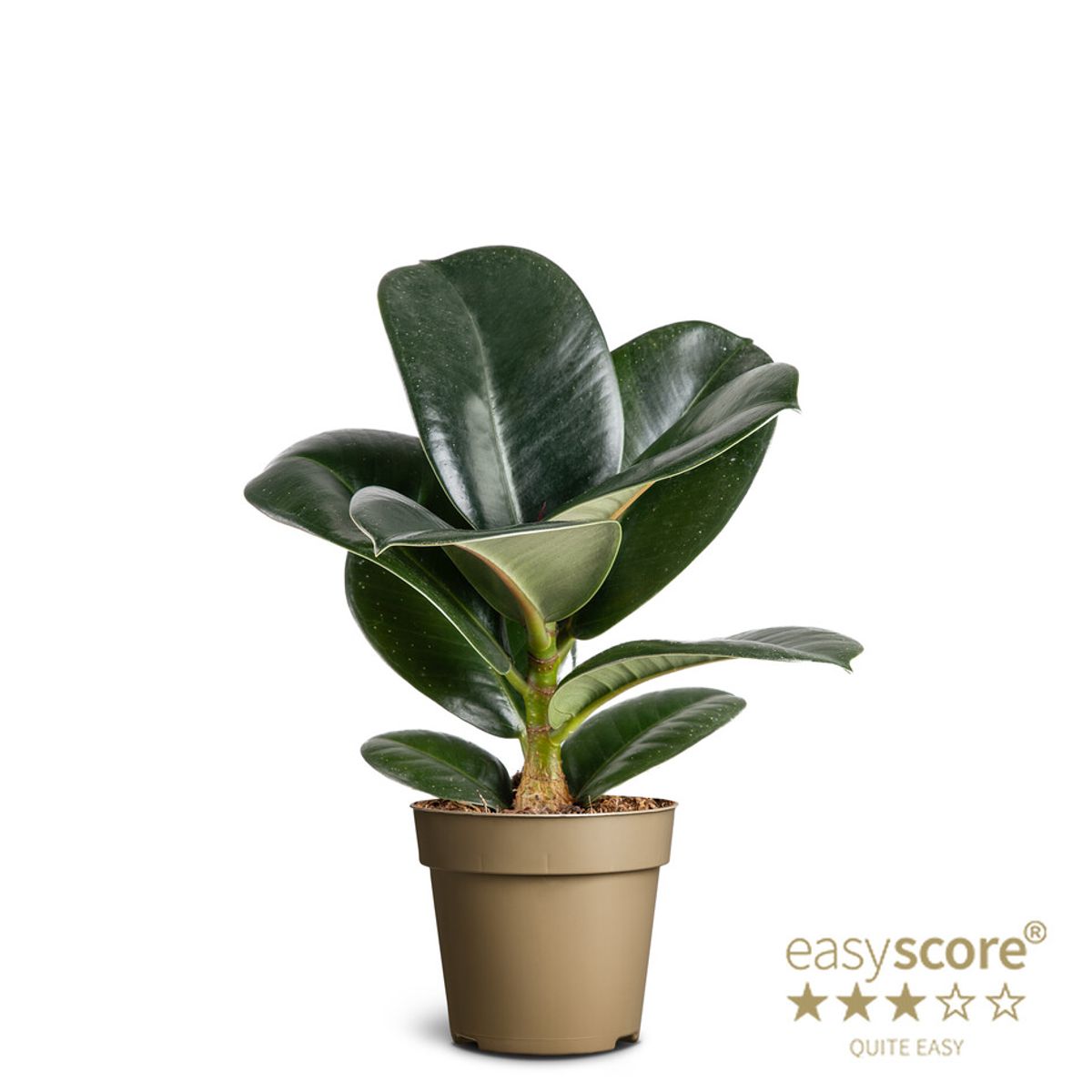 Ficus elastica 'Sofia' — Plant Wholesale FlorAccess