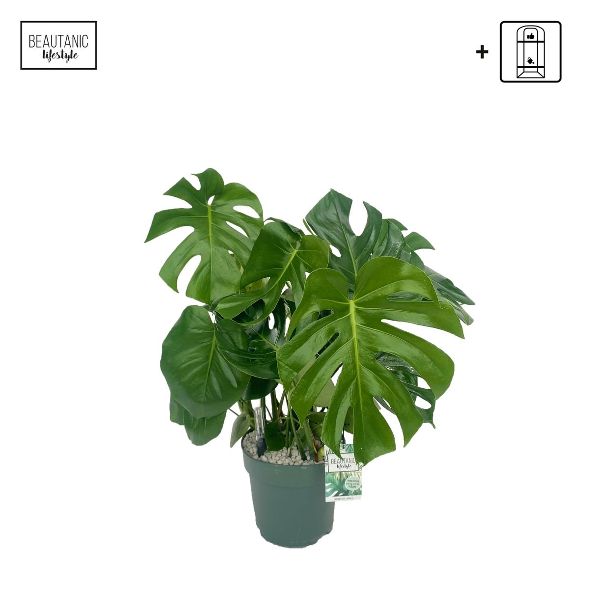 Monstera deliciosa — Plant Wholesale FlorAccess