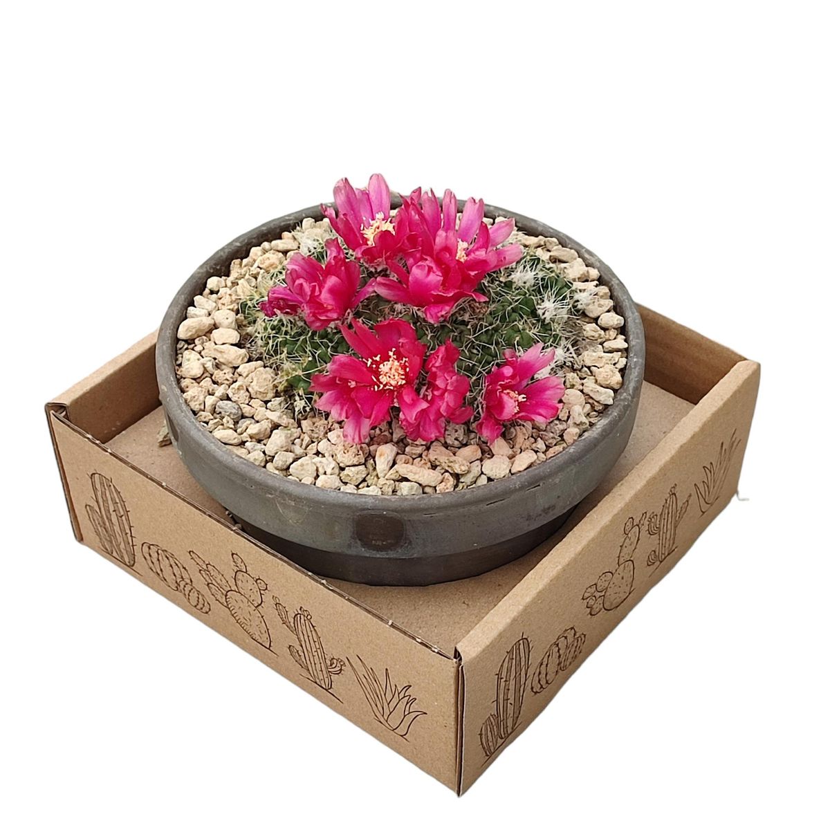 Puna subterranea — Plant Wholesale FlorAccess