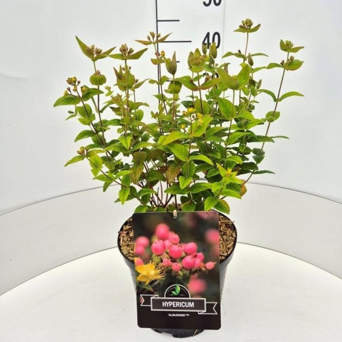 Hypericum MIRACLE BLOSSOM — Plant Wholesale FlorAccess
