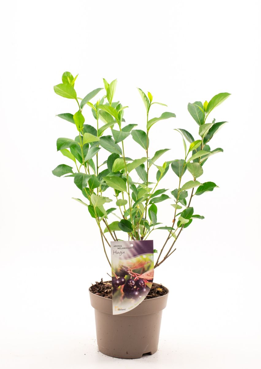 Aronia melanocarpa 'Hugin' — Plant Wholesale FlorAccess