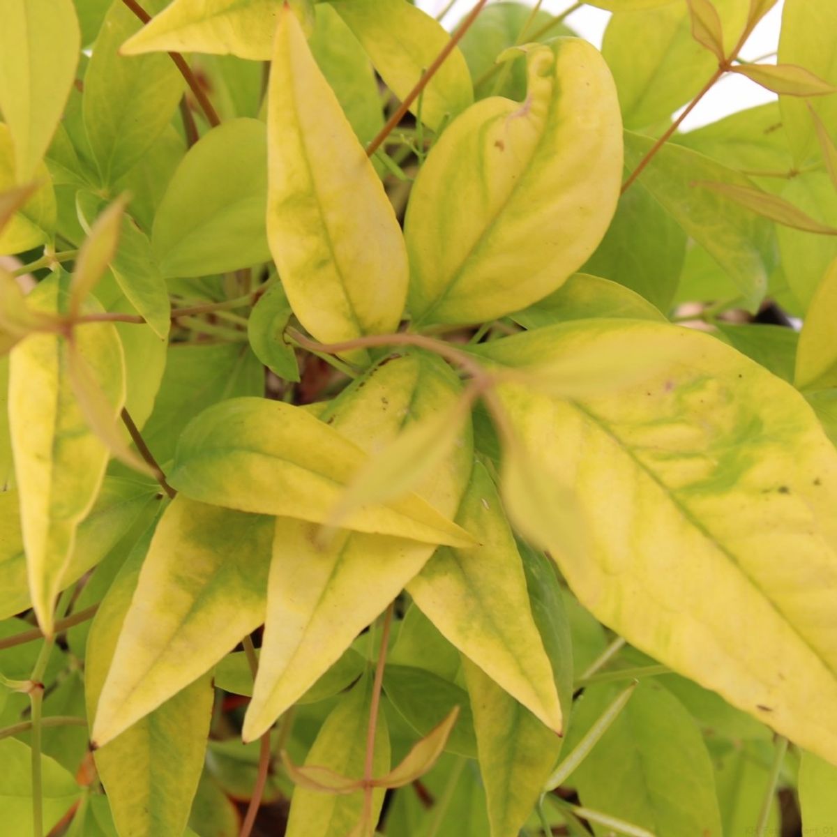 Nandina domestica 'Fire Power' — Plant Wholesale FlorAccess