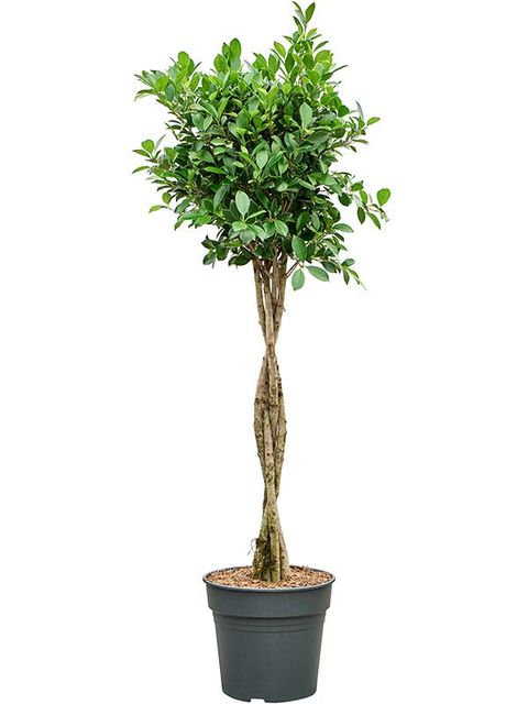 Ficus microcarpa 'Nitida' — Plant Wholesale FlorAccess