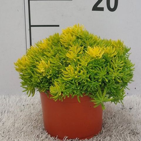 Sedum 'Lemon Ball' — Plant Wholesale FlorAccess