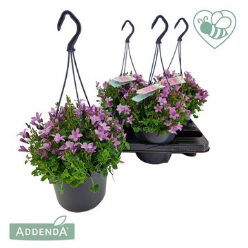 Campanula AMBELLA PINK — Plant Wholesale FlorAccess