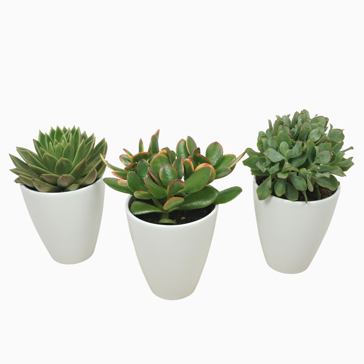 Succulents MIX — Plant Wholesale FlorAccess