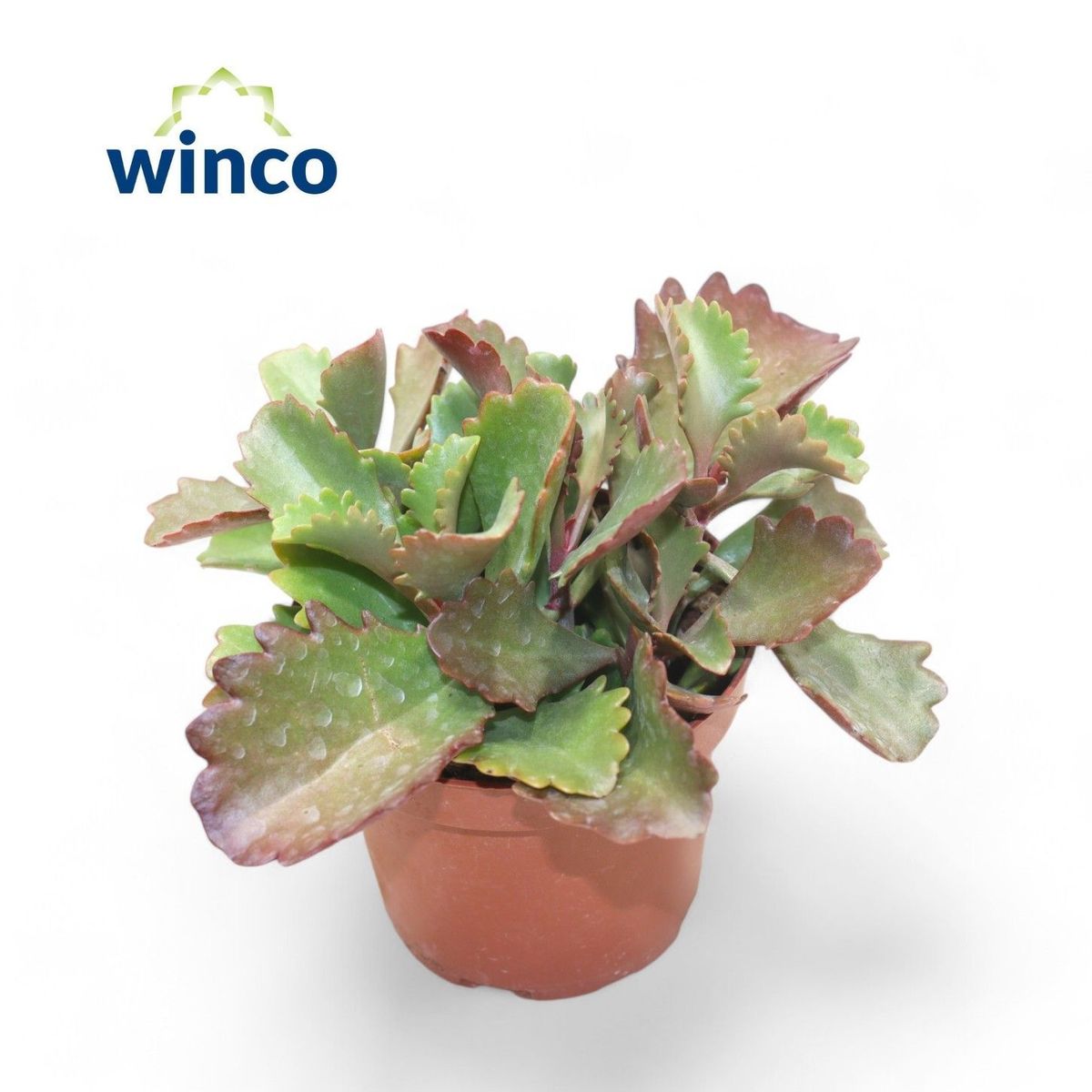 Kalanchoe rubinea — Plant Wholesale FlorAccess