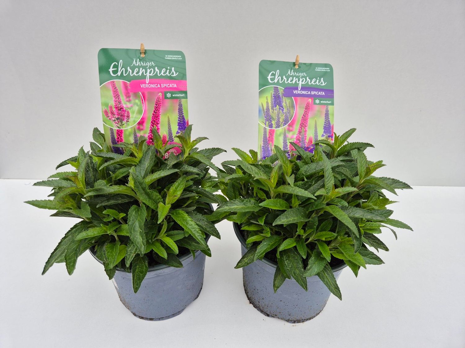 Veronica spicata — Plant Wholesale FlorAccess