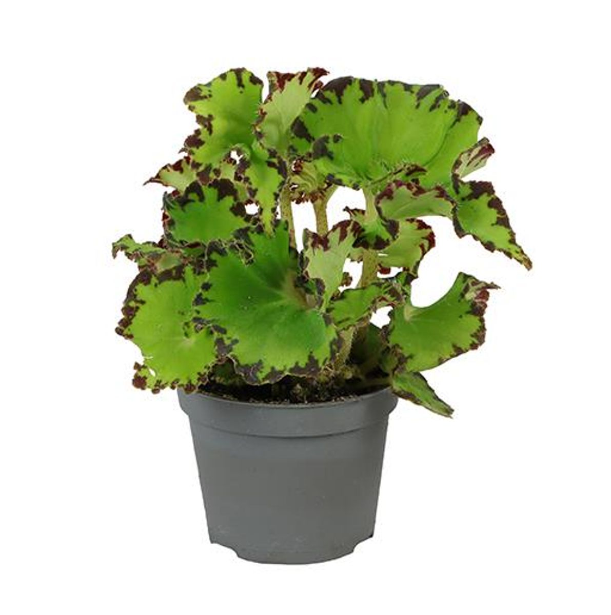 Begonia MAGIC COLOURS JIVE — Plant Wholesale FlorAccess