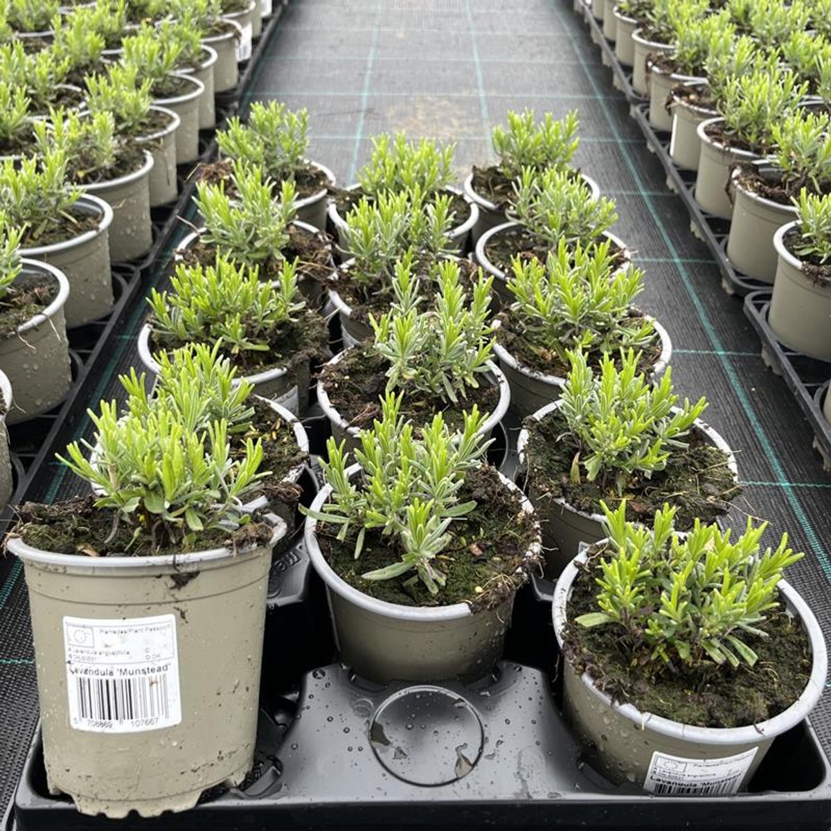 Lavandula angustifolia 'Munstead' — Plant Wholesale FlorAccess