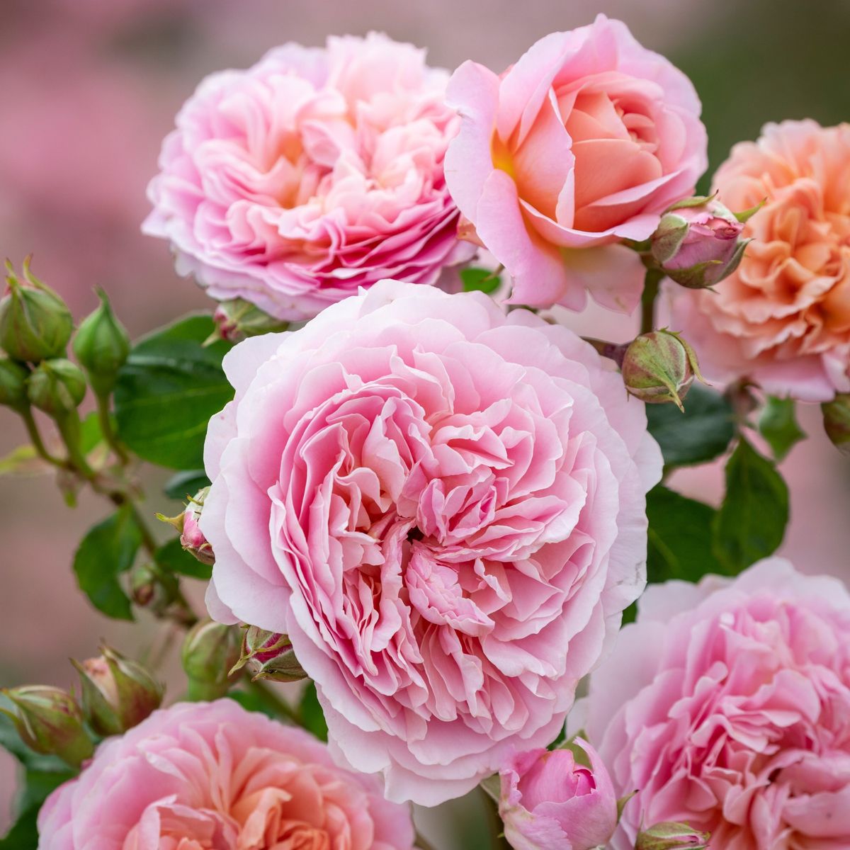 Rosa EUSTACIA VYE — Plant Wholesale FlorAccess