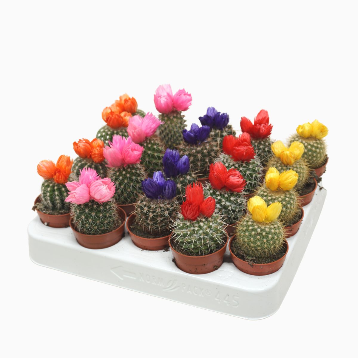 Cactus MIX — Plant Wholesale FlorAccess