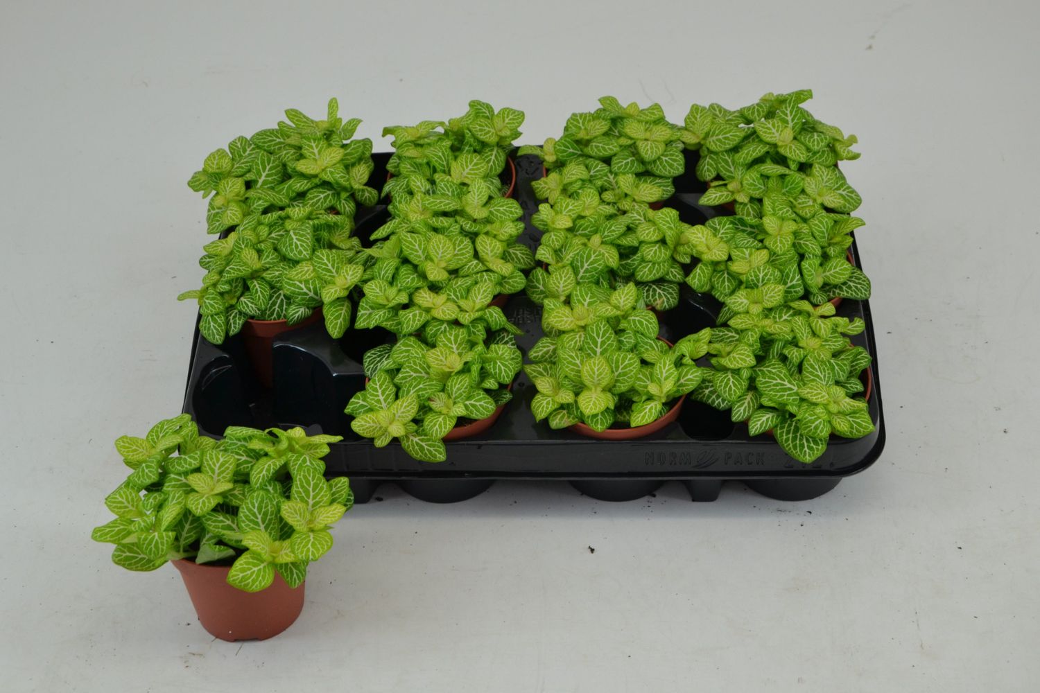 Fittonia MOSAIC LEMON — Plant Wholesale FlorAccess