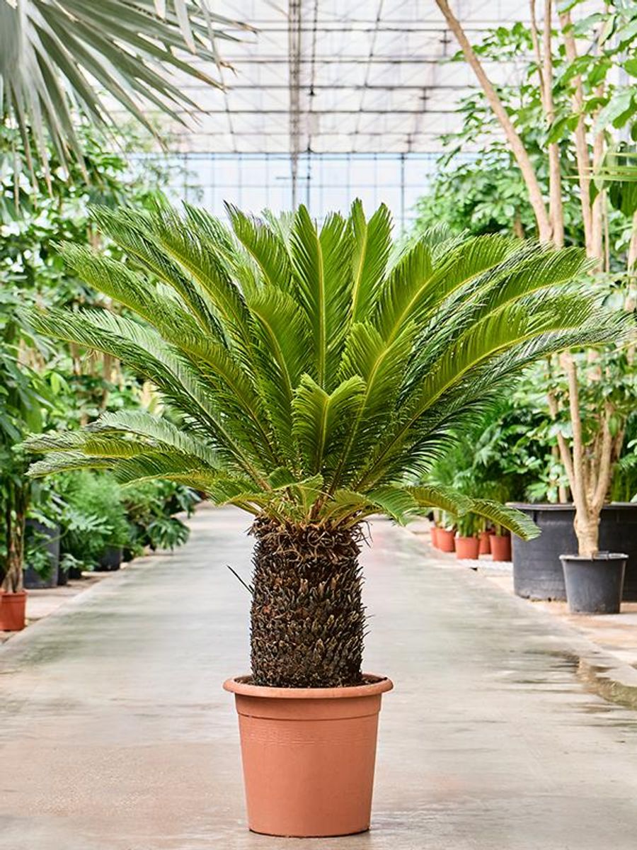 Cycas revoluta — Plant Wholesale FlorAccess