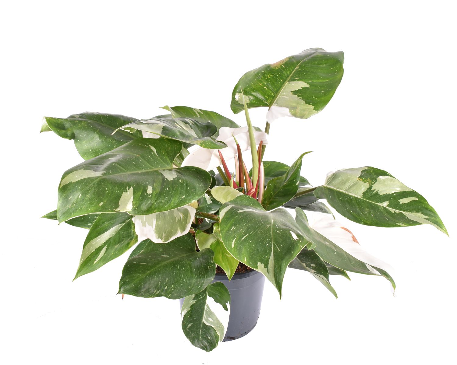 Philodendron 'White Princess' — Plant Wholesale FlorAccess