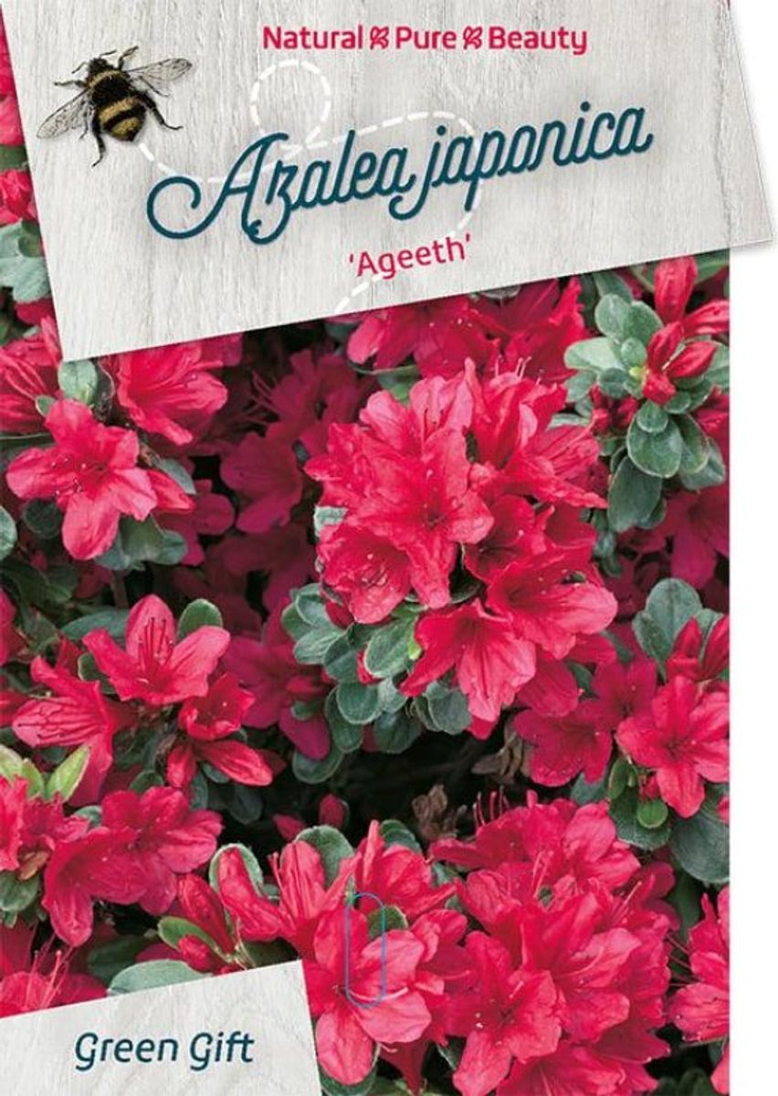 Rhododendron 'Ageeth' (AJ) — Plant Wholesale FlorAccess