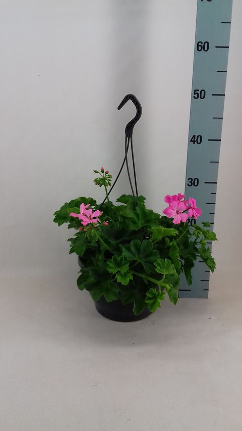 Pelargonium MARCADA PINK — Plant Wholesale FlorAccess
